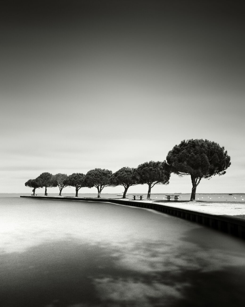 Trees On Pier, Etude 2, Le Montaut, Carcans, France. March 2024. Ref-11863 - Denis Olivier Art ...
